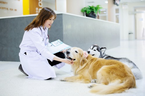 Our Team – Miami Springs Animal Hospital